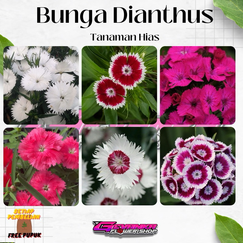 Jual Tanaman Hidup Bunga Hias DIANTHUS - Bunga Anyelir (Berbunga ...