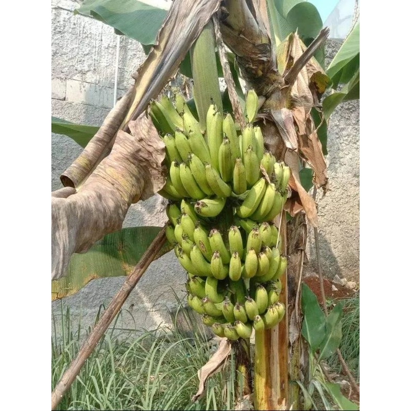 Jual anak pohon pisang ambon | Shopee Indonesia