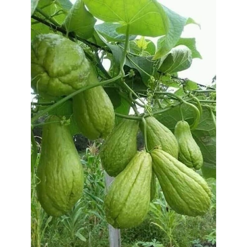 Jual bibit labu siam siap tanam | Shopee Indonesia