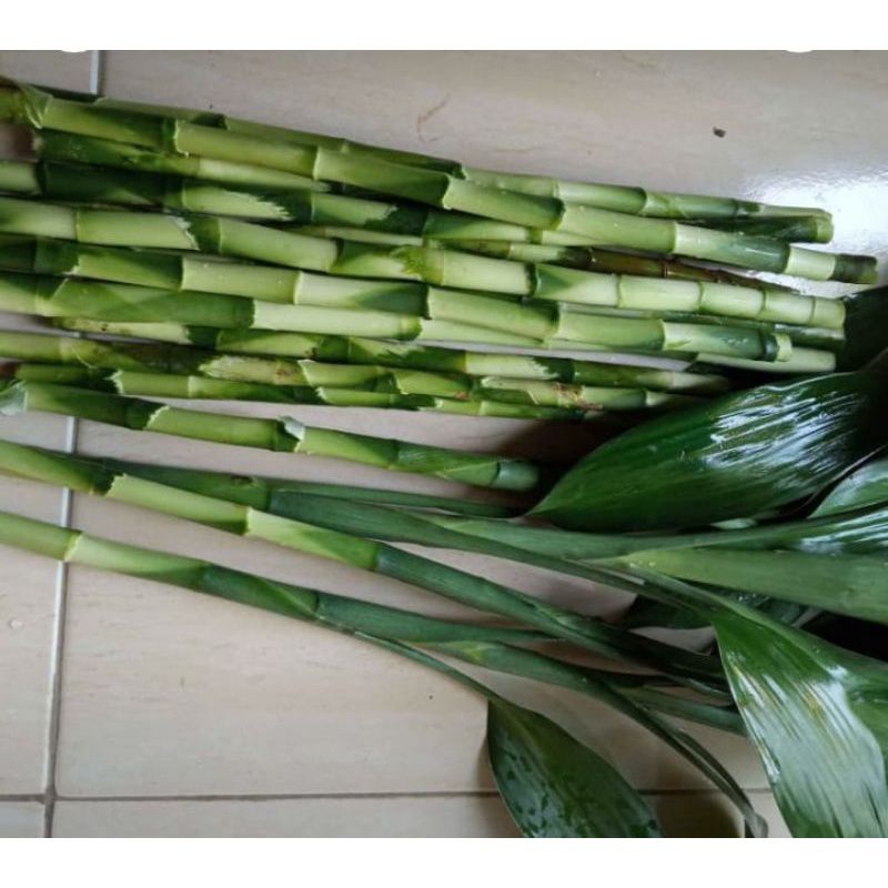 Jual Stek Tanaman Air Bambu hoki / kole panjang 35cm | Shopee Indonesia