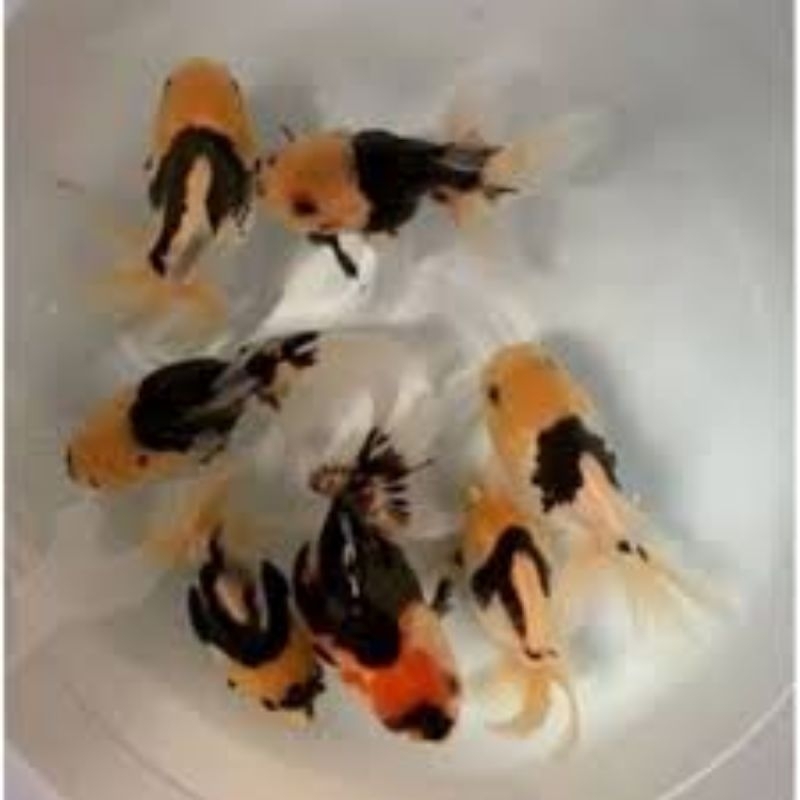 Jual koki panda isi 3 hiasan aquarium | Shopee Indonesia