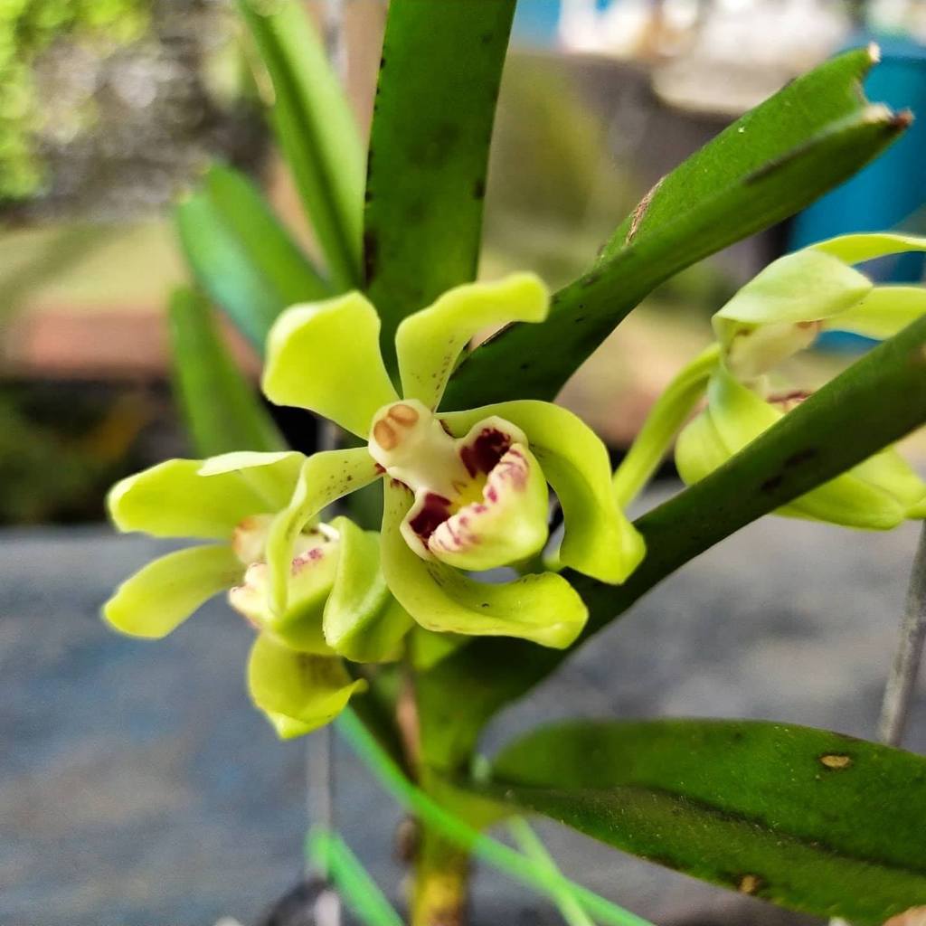 Jual Vanda Pumila : Anggrek Mini dengan Keunikan dan Keindahan ...