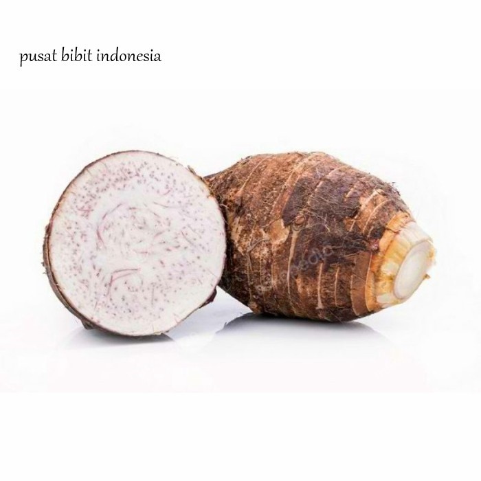 Jual Umbi Talas Pulen 1 kg -Ubi Talas Segar Fresh | Shopee Indonesia