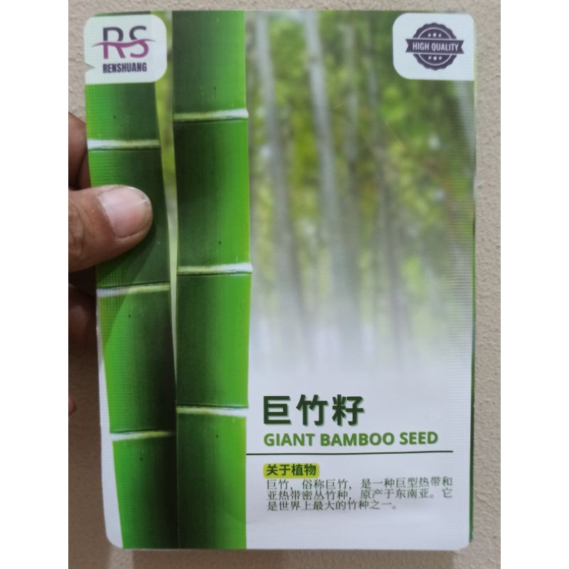 Jual biji benih pohon bambu mosoGiant bambo moso Impor f1 | Shopee ...