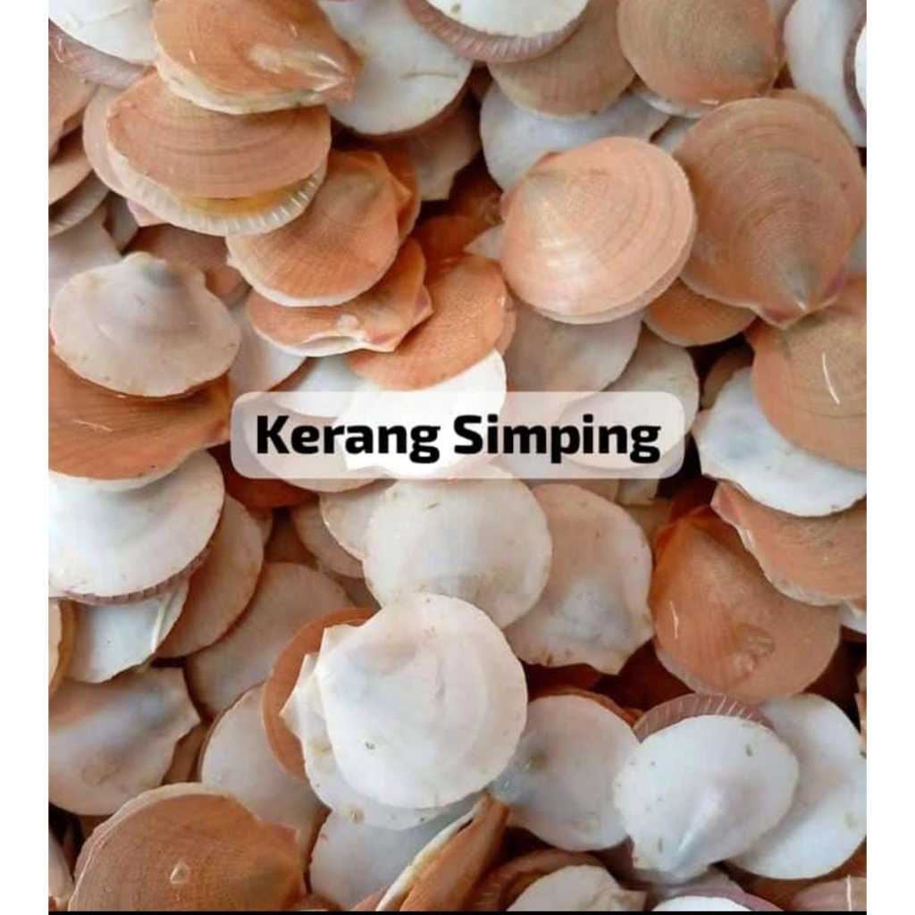 Jual Scallop / Kerang Simping BESAR Frozen Beku Makanan Cemilan Olahan ...