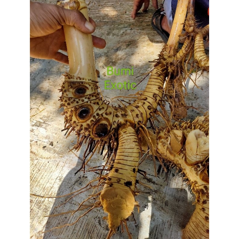 Jual Bongol bambu kuning,bisa bibit bisa buat kerajinnan | Shopee Indonesia