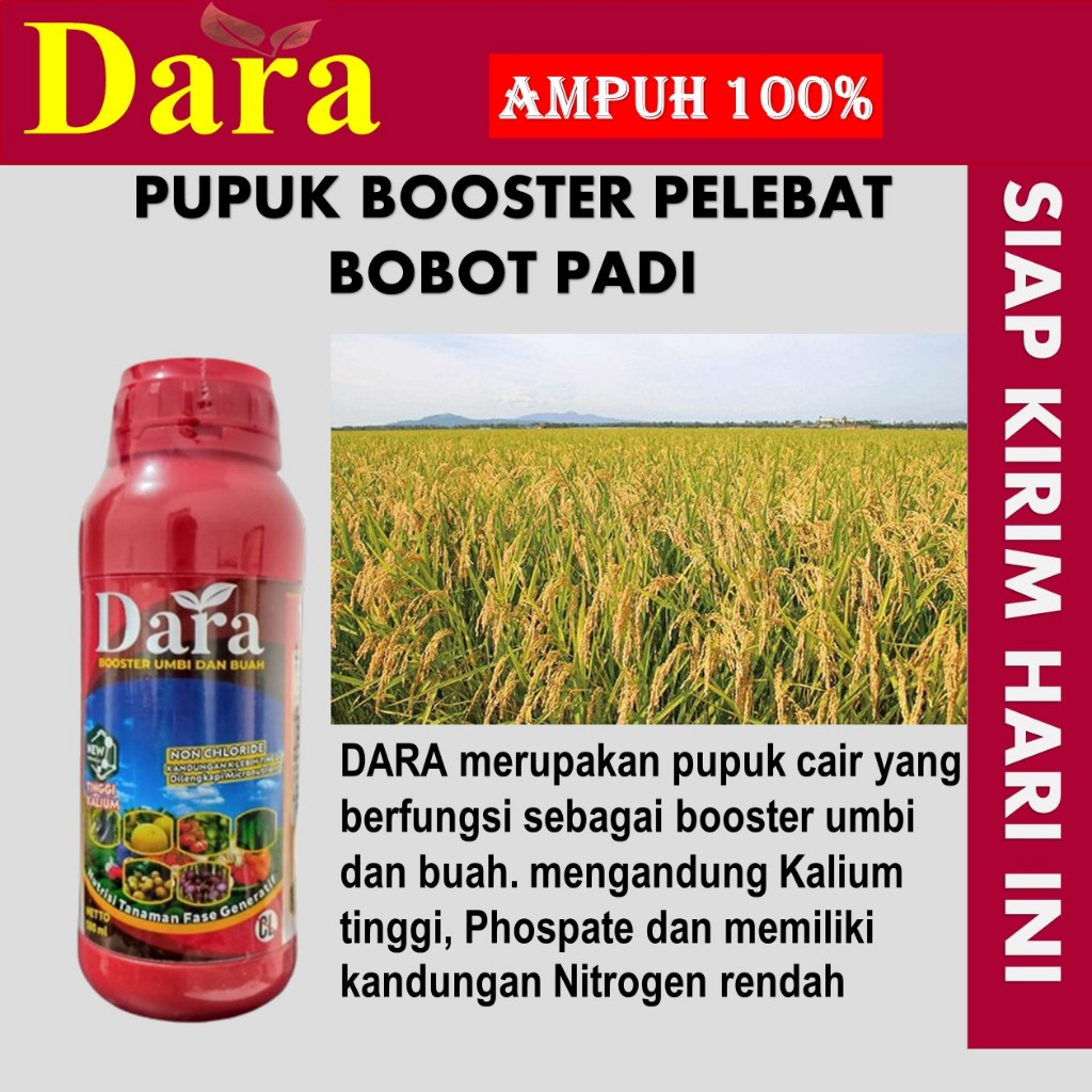 Jual Pupuk Cair Obat Penyubur Buah Padi DARA 500 ml - Obat Perangsang Buah Tanaman Padi - Obat ...