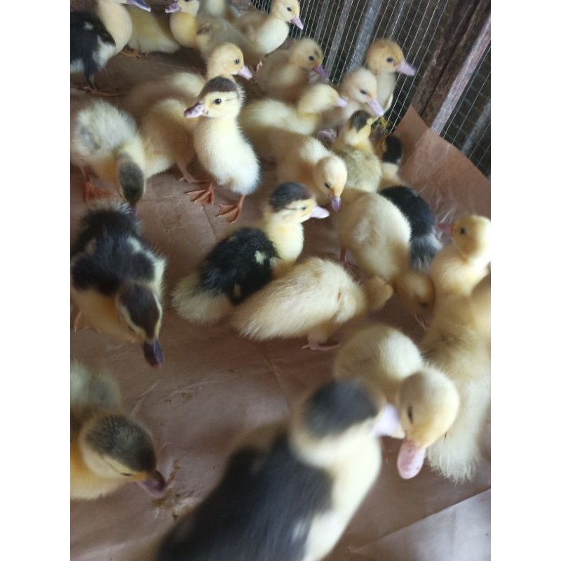 Jual Entok - Bebek Entok -Entok Asli - Bibit Entok - Dod Entog | Shopee ...