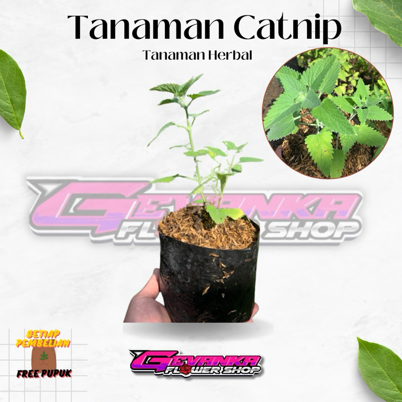 Jual Daun Herbal CATNIP - Bibit Tanaman Herbal Catnip Nepeta Cataria ...