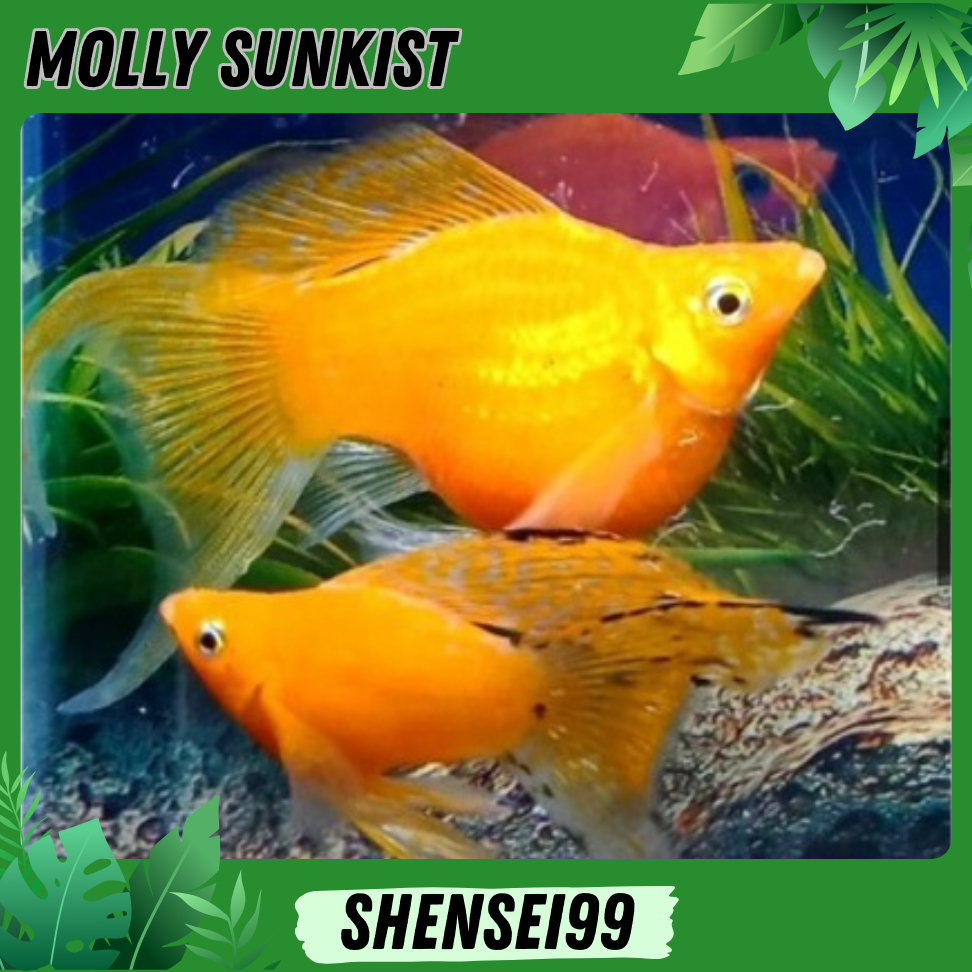 Jual IKAN HIAS MOLLY MOLI SUNKIS SUNKIST / molly kuning | Shopee Indonesia