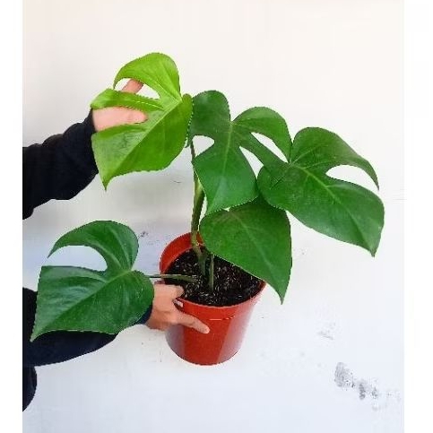 Jual Monstera Hijau Borsigiana | Shopee Indonesia