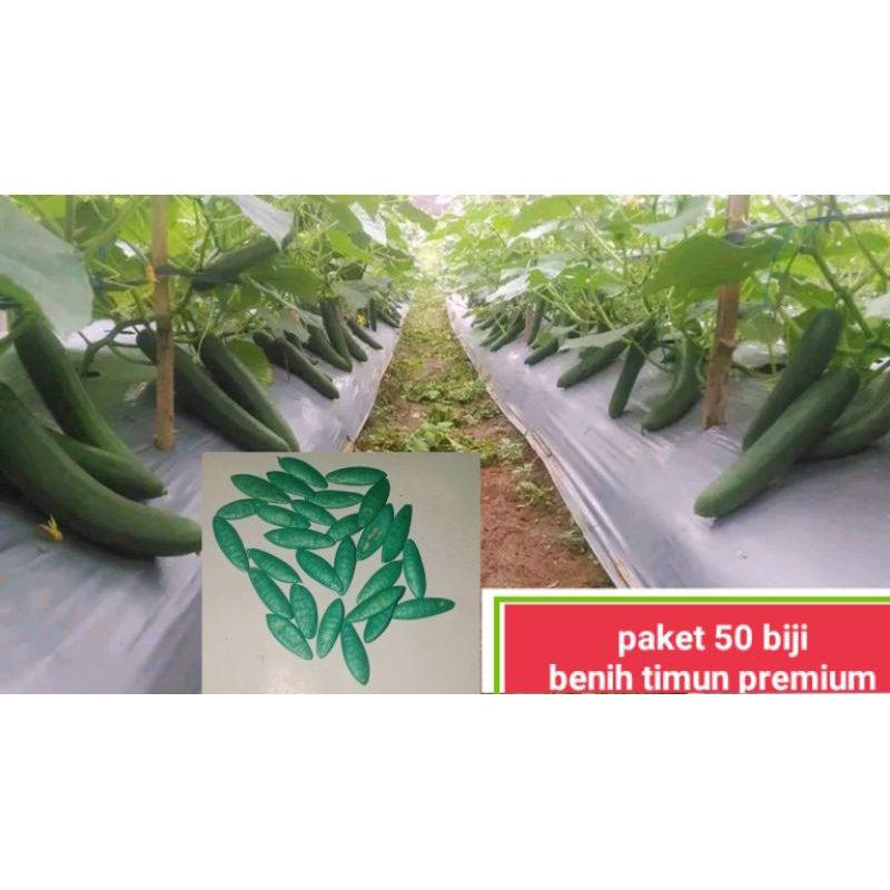 Jual Benih timun 50 biji timun super premium | Shopee Indonesia