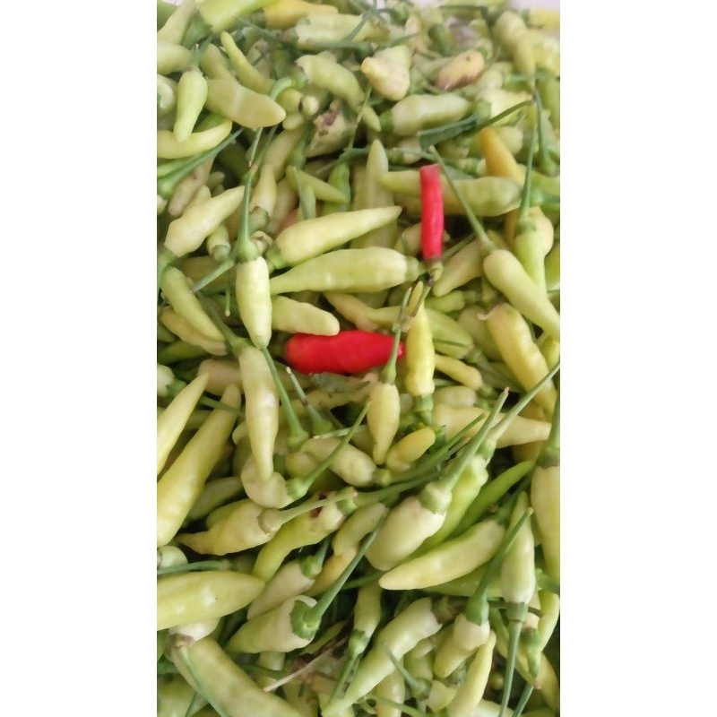 Jual Cabe Rawit Putih Super 1kg | Shopee Indonesia