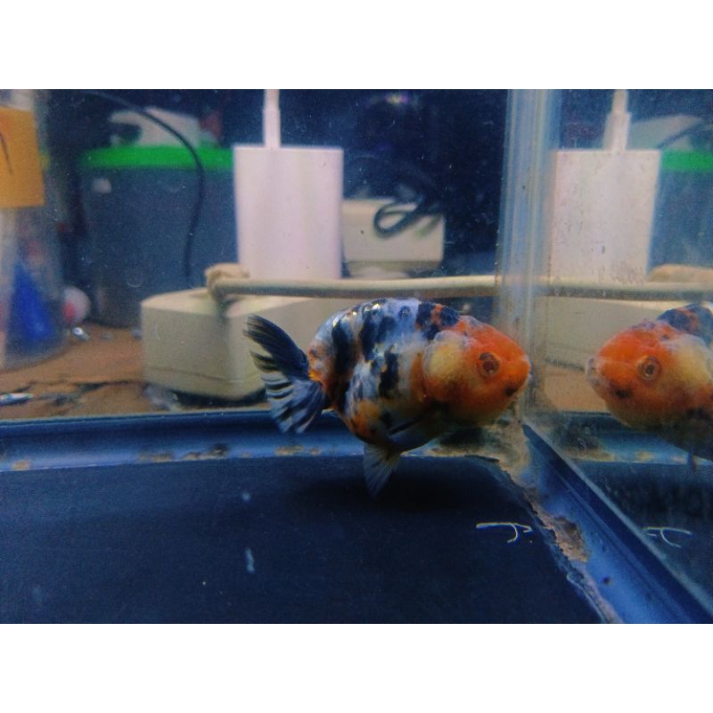 Jual koki ranchu lionchu calico sapi | Shopee Indonesia