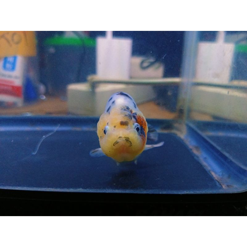 Jual koki ranchu lionchu sapi sapi an | Shopee Indonesia