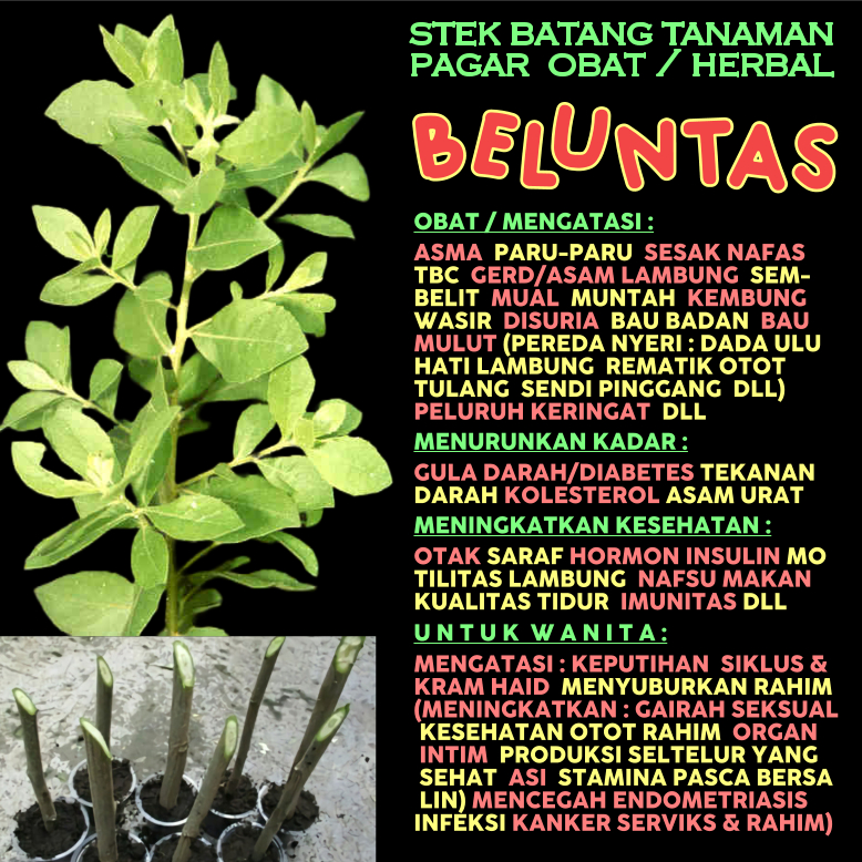 Jual (10pcs) Stek Batang Tanaman Pagar Beluntas Luntas Obat Asma Paru ...