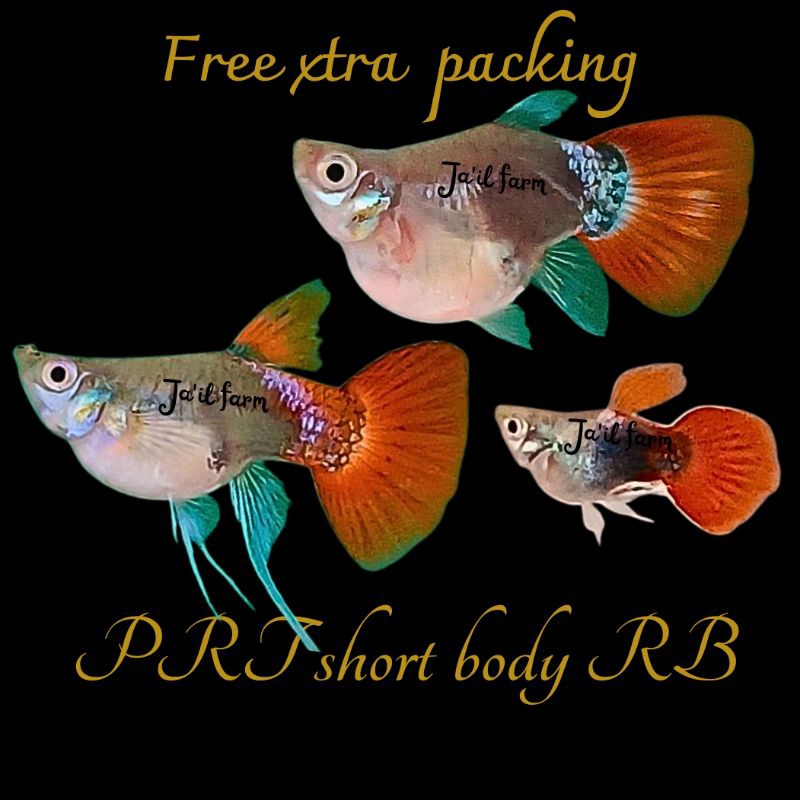 Jual FREE XTRA PACKING - PRT SH0RT BODY RIB0N & NORMAL | Shopee Indonesia