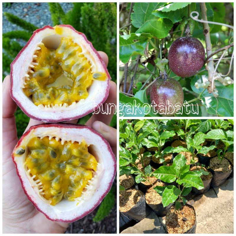 Jual Bibit Tanaman Buah Markisa Ungu | Shopee Indonesia