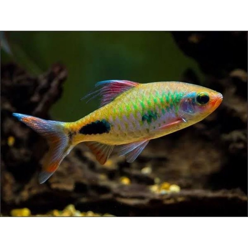 Jual Filamentosa Odessa Balck Ruby Dennisonii Barb Fish | Shopee Indonesia