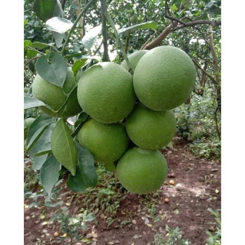 Jual BIBIT JERUK BABY JAVA INDUKAN SUDAH BERBUAH SPESIAL ( Full Media ...