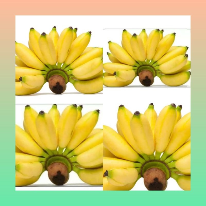 Jual Pisang muli segar 1 kg | Pisang baby muli 1 kilo | Pisang Moli ...