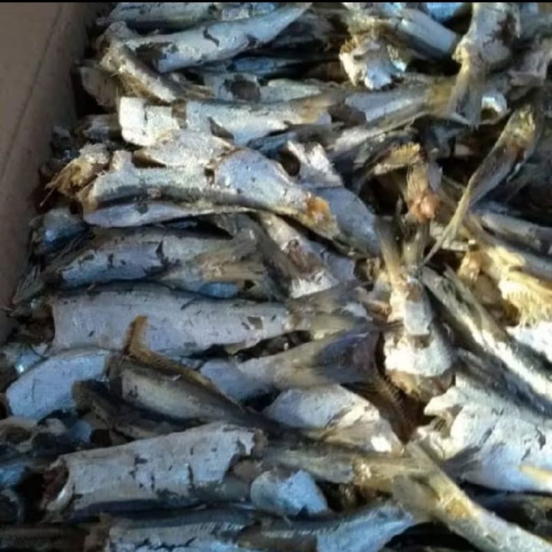 Jual Ikan Asin Sampah Daging/Ikan Asin Japu Fresh Khas Medan 500 gram ...