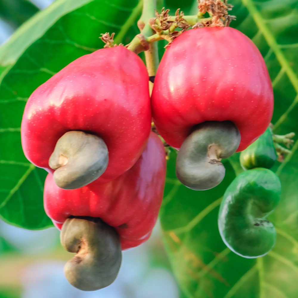 Jual Buah Jambu Mete/Mede/Monyet Segar 1kg - Kaya Vitamin & Manfaat ...