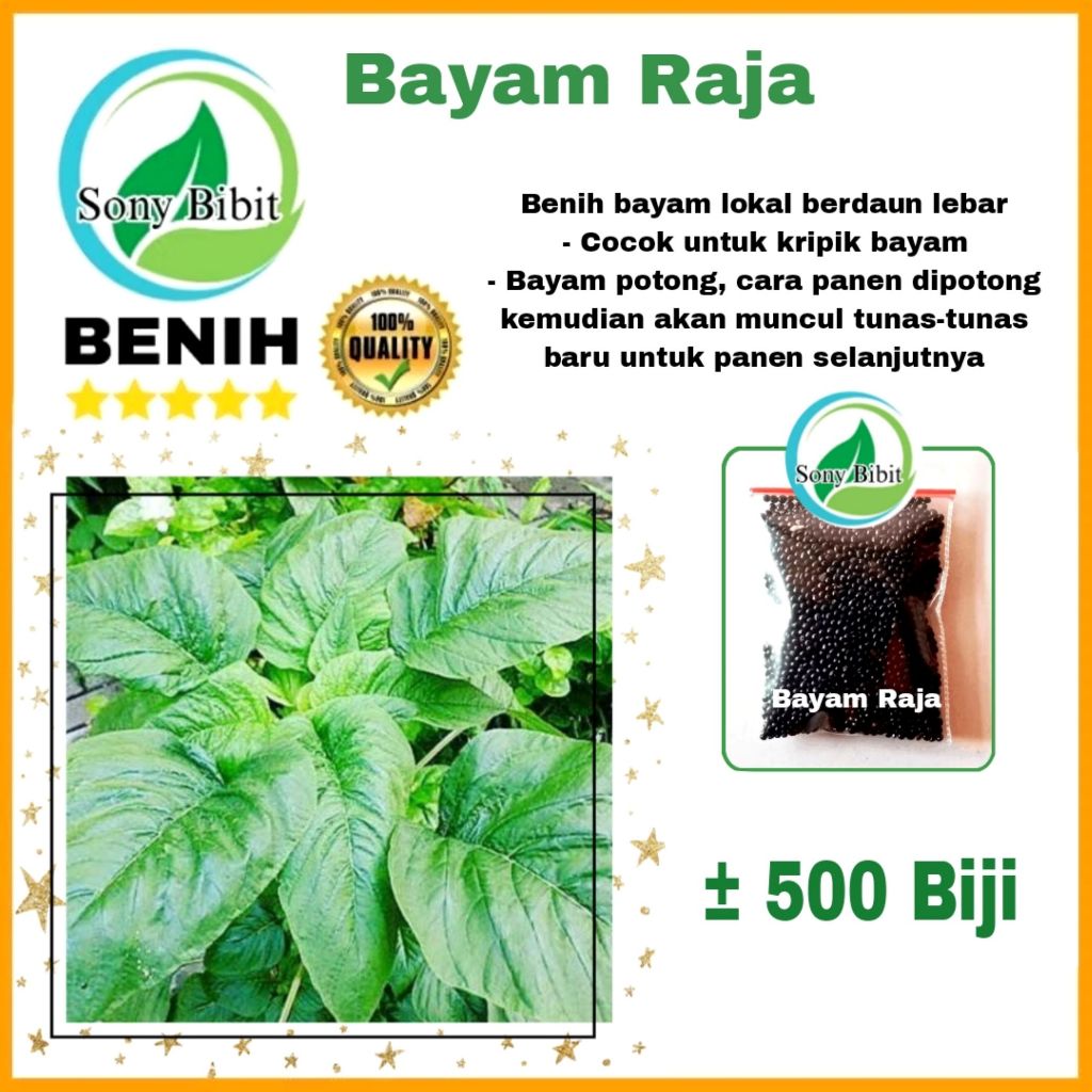Jual 500 Biji Benih Bayam Raja Lokal Bayam Petik Bayam Daun Lebar ...