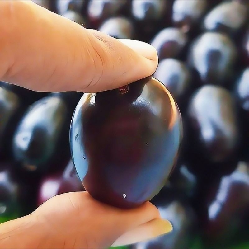 Jual Buah juwet, buah jamblang, buah duwet | Shopee Indonesia