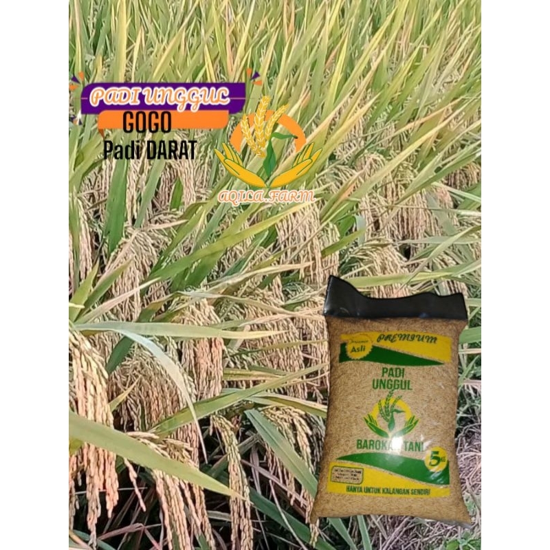 Jual BENIH PADI GOGO TERBAIK (PADI HUMA/PADI DARAT) KEMASAN 5KG ...