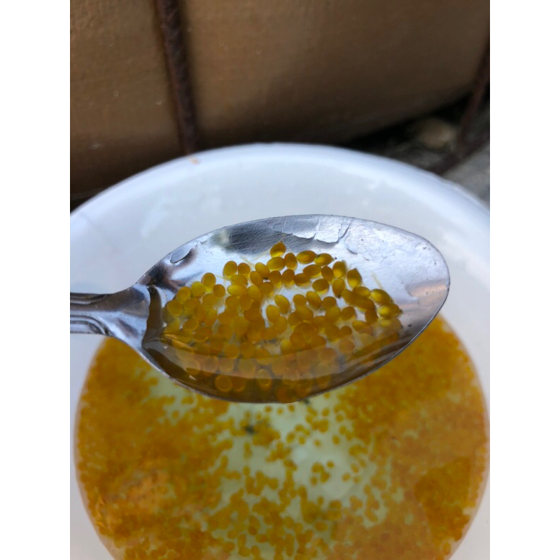 Jual TELUR GURAME SOANG ISI 1000 BUTIR BERKUALITAS | Shopee Indonesia