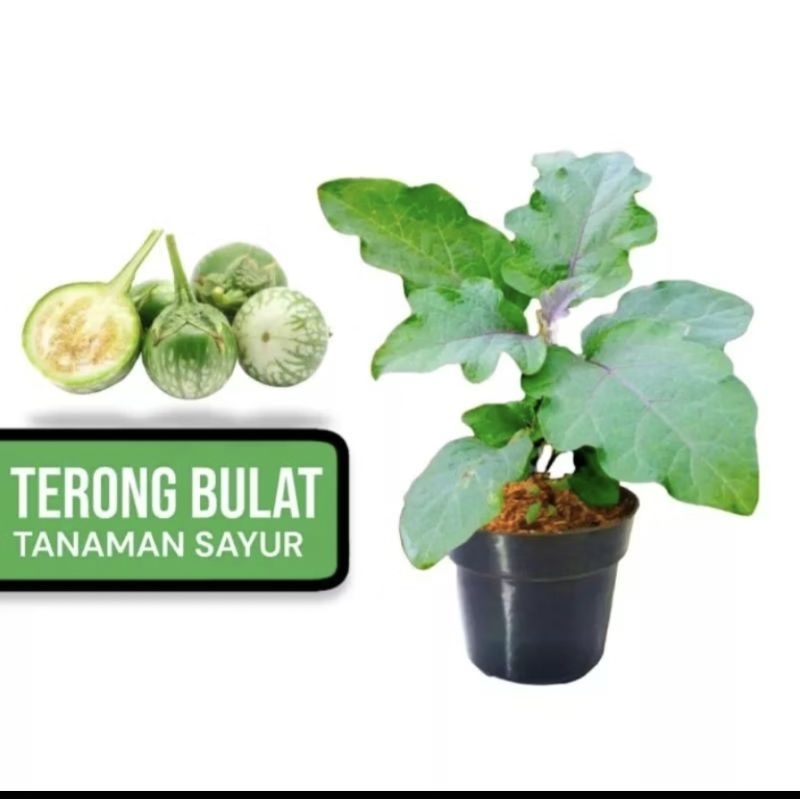 Jual tanaman terong bulat ijo stok sudah berbunga akan jadi buah rimbun ...