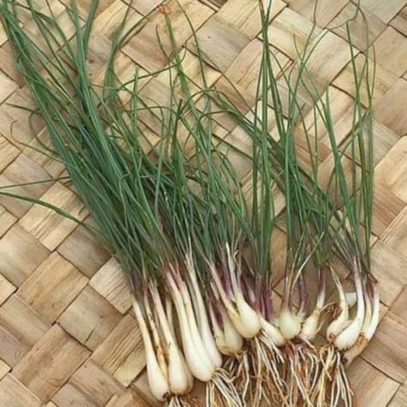 Jual Tanaman Herbal Bawang Batak / Lokio / Lengkio / Allium Chinense ...