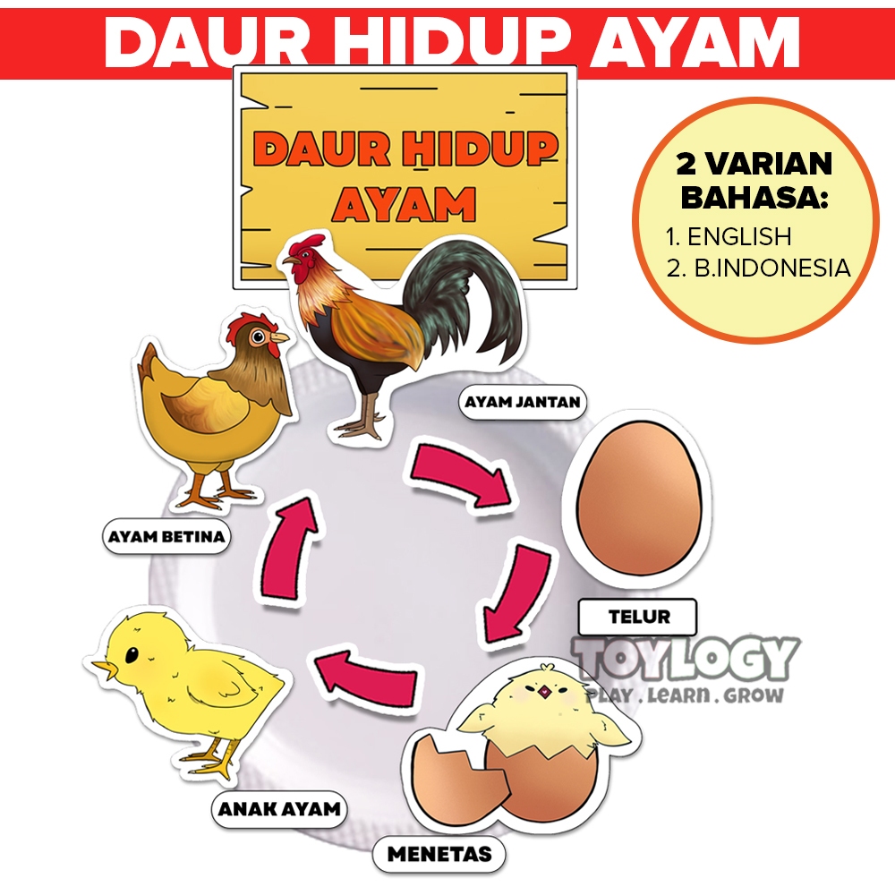 Jual Craft Diy Anak Siklus Hidup Ayam Tahap Daur Hidup Hewan Model ...