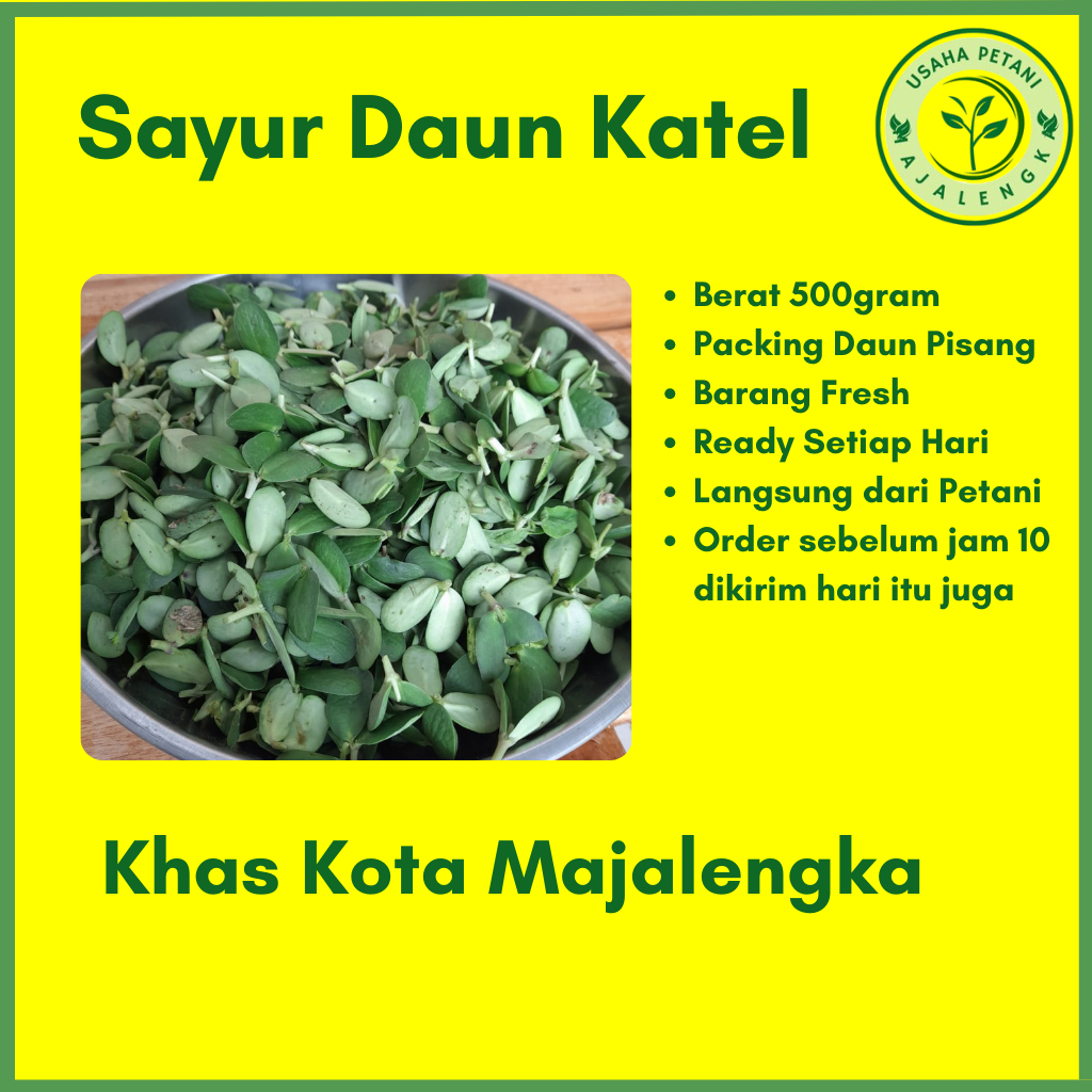 Jual Daun Katel/Daun Katel Majalengka/Pencok Katel 250gram | Shopee ...