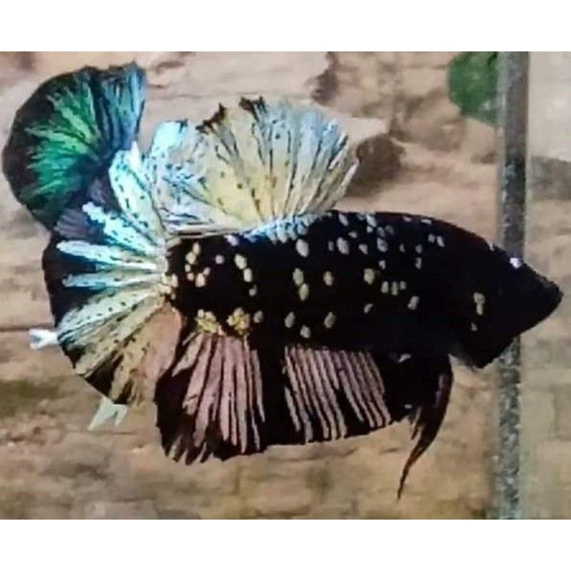 Jual Bahan Avatar Cooper gold minimal beli dua yah | Shopee Indonesia