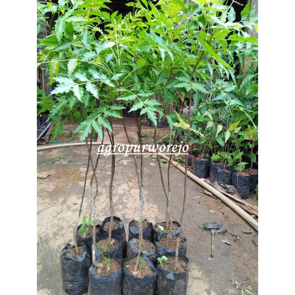 Jual Bibit Tanaman Mimbo/Mimba/Imbo - Tanaman Perindang Langka ...