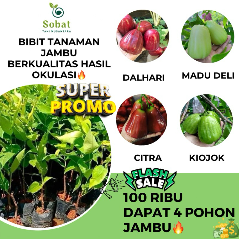 Jual Paket 4 Bibit Jambu Air | Shopee Indonesia