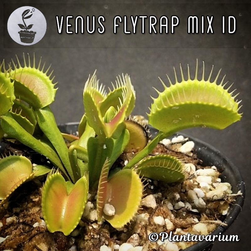 Jual Tanaman Karnivora Venus Flytrap VFT Murah | Shopee Indonesia