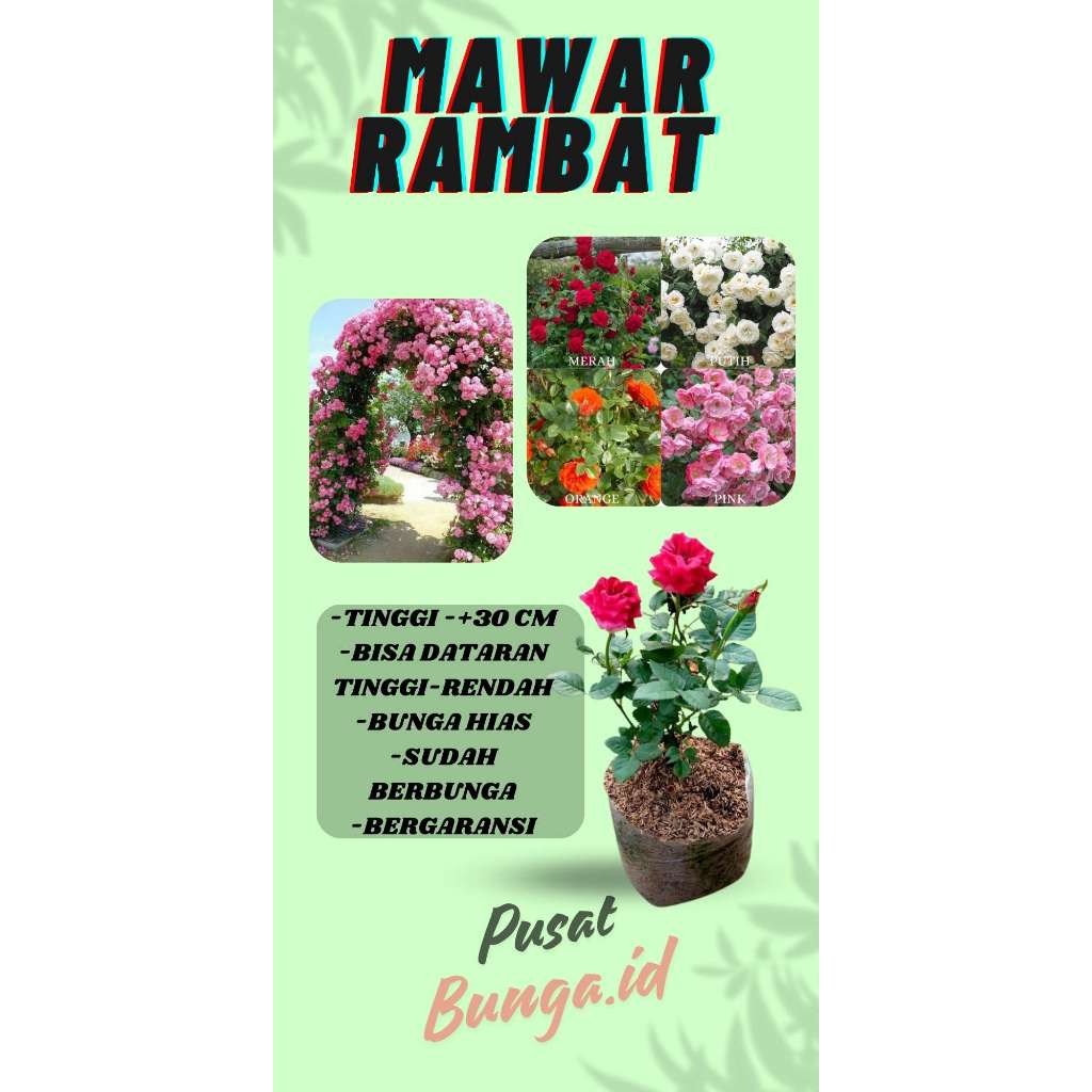 Jual Bibit Tanaman Hias Bunga Mawar Rambat Climbing Rose Cantik Bisa ...