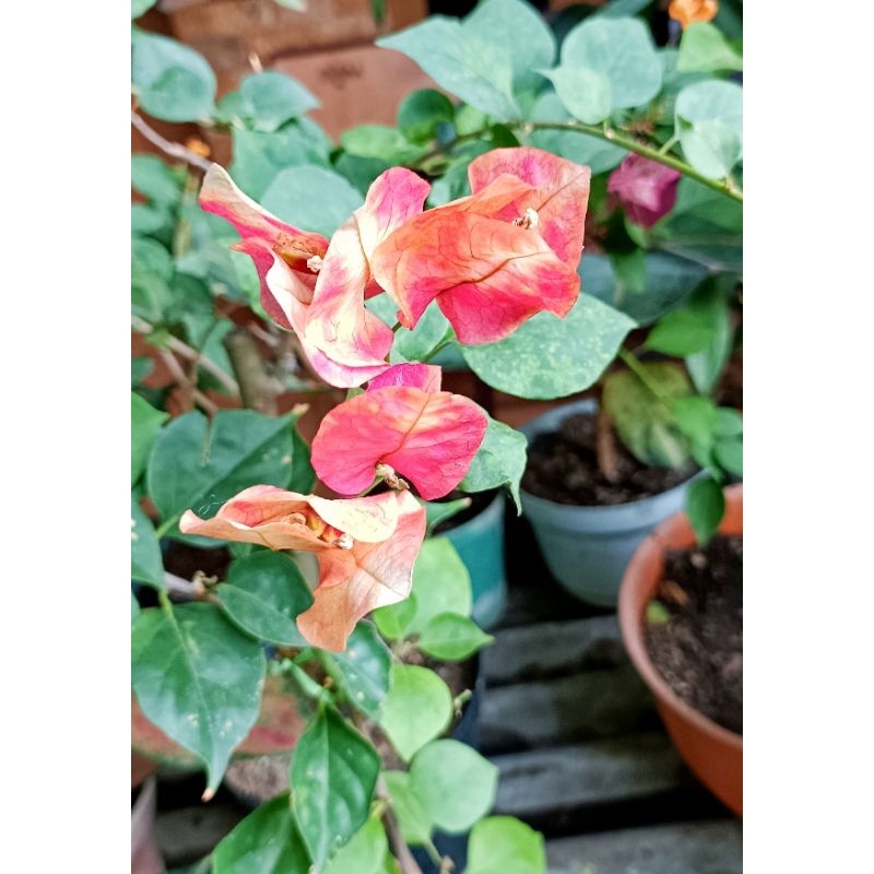 Jual bugenvil citra monduring | Shopee Indonesia