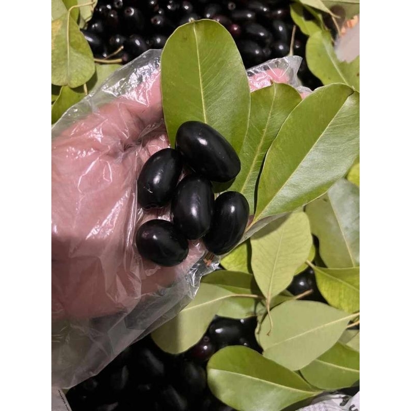 Jual Jamblang / Juwet / Buah Langka (pack 1000mL/500gr) | Shopee Indonesia