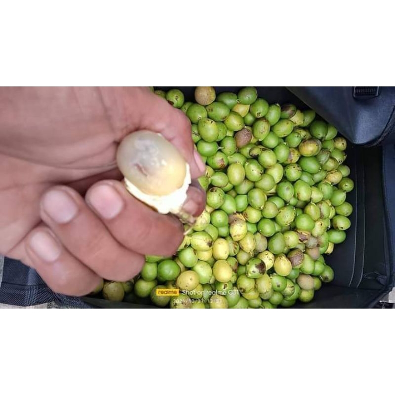 Jual Matoa fresh 500gram || 1kg || panenan langsung petani / Blitar ...