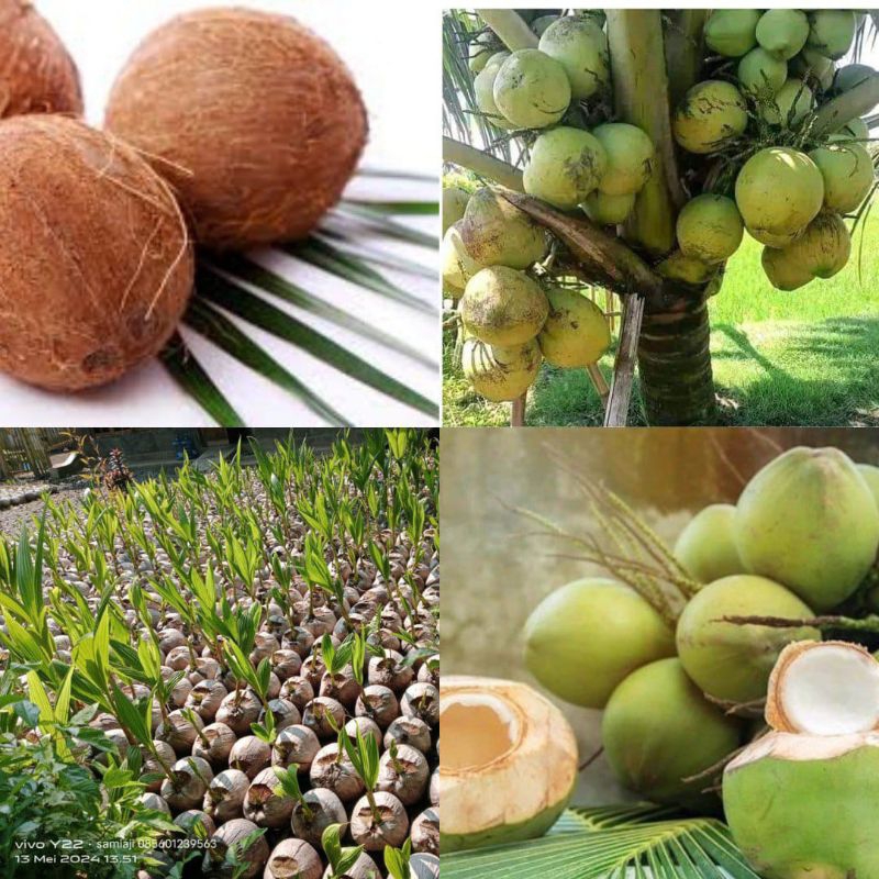 Jual Kelapa Tanaman Kelapa Hibrida, Tanaman Kelapa Hibrida Hijau, Muda | Shopee Indonesia