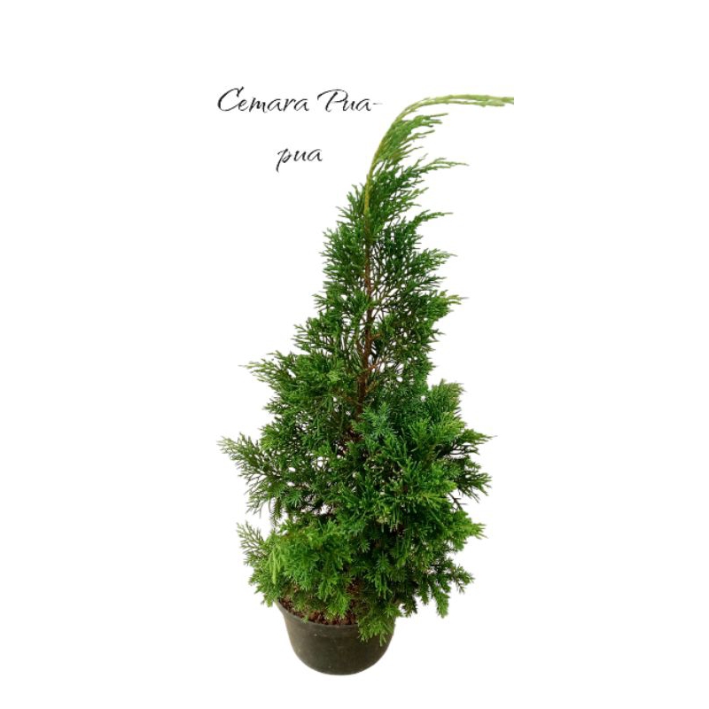 Jual Tanaman hias Pohon bibit Cemara Pua pua 25cm ( Cupressus Papuanus ...