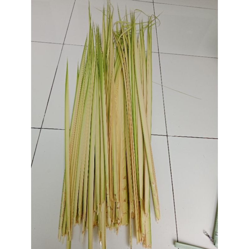 Jual janur kuning/ daun kelapa muda harga per lembar | Shopee Indonesia
