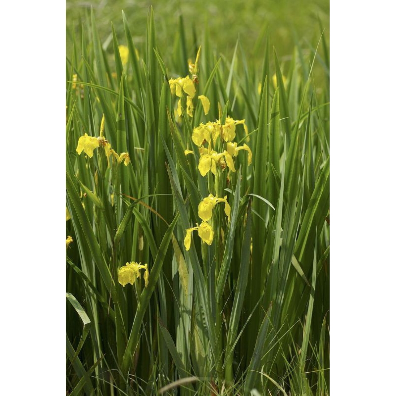Jual Tanaman hias outdoor iris airis bunga kuning | Shopee Indonesia