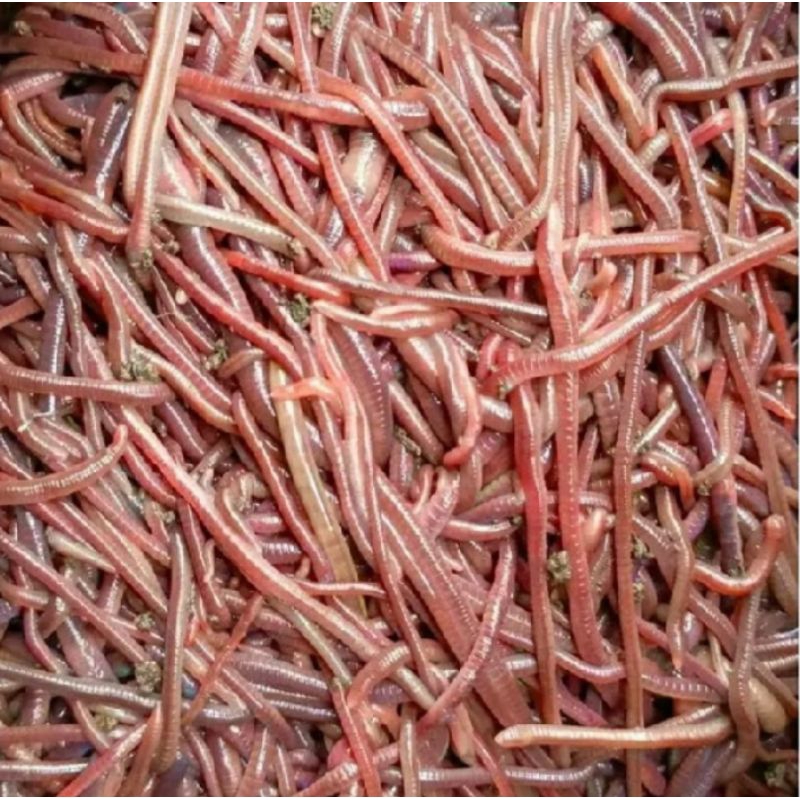 Jual Cacing merah tanah anc 100gram | Shopee Indonesia