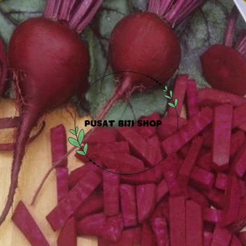 Jual Buah Bit Merah Bibit Tanaman Kebun Siap Tanam Benih Bite Red Isi ...
