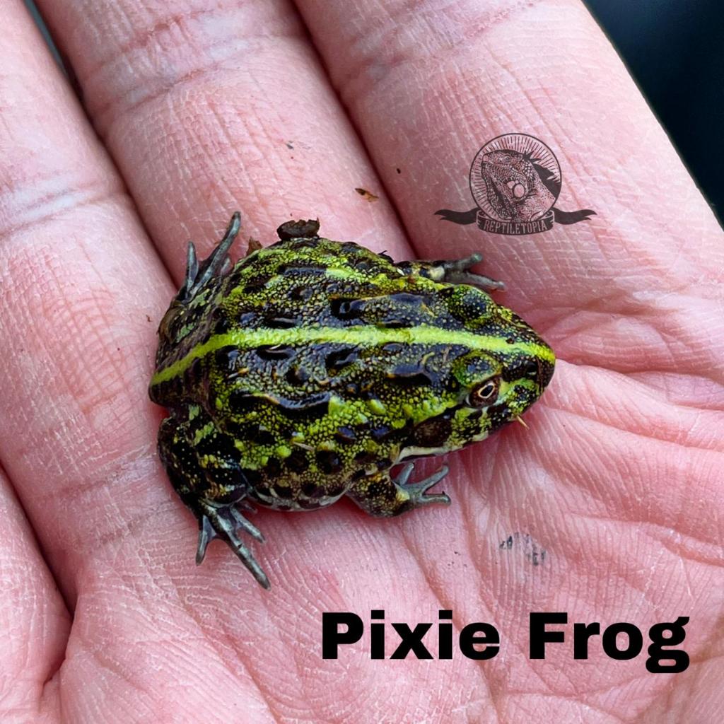 Jual Kartu African Bull Frog - Pixie Frog BISA BESAR JUMBO - toad bukan ...